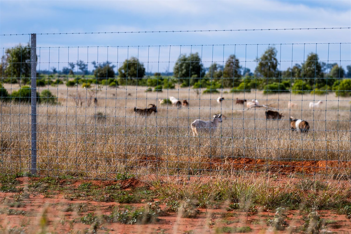 Tenders | Balonne Shire Council