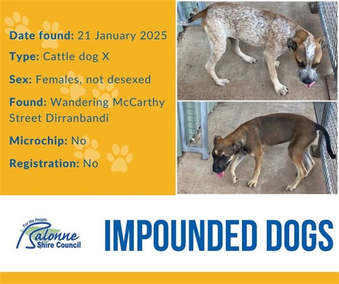 Impounded Dogs | Balonne Shire Council